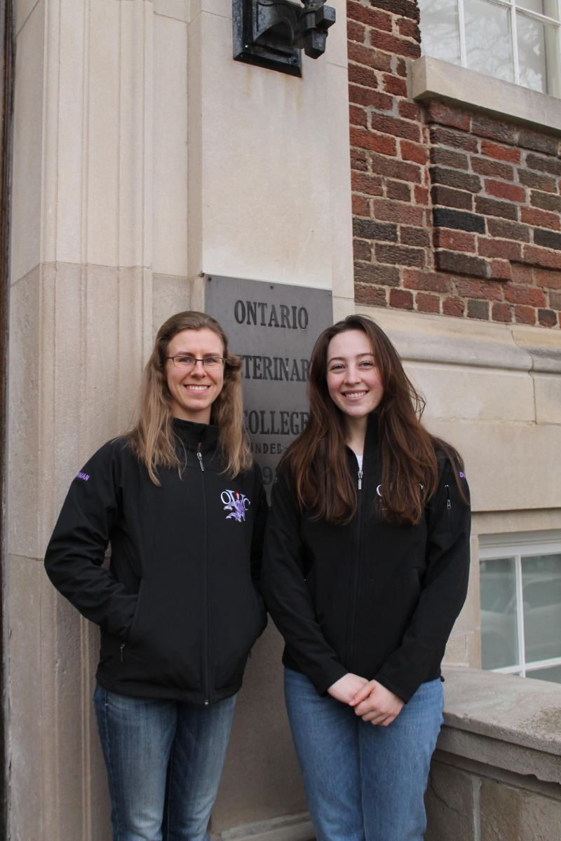 TEAM: Call of the Wild